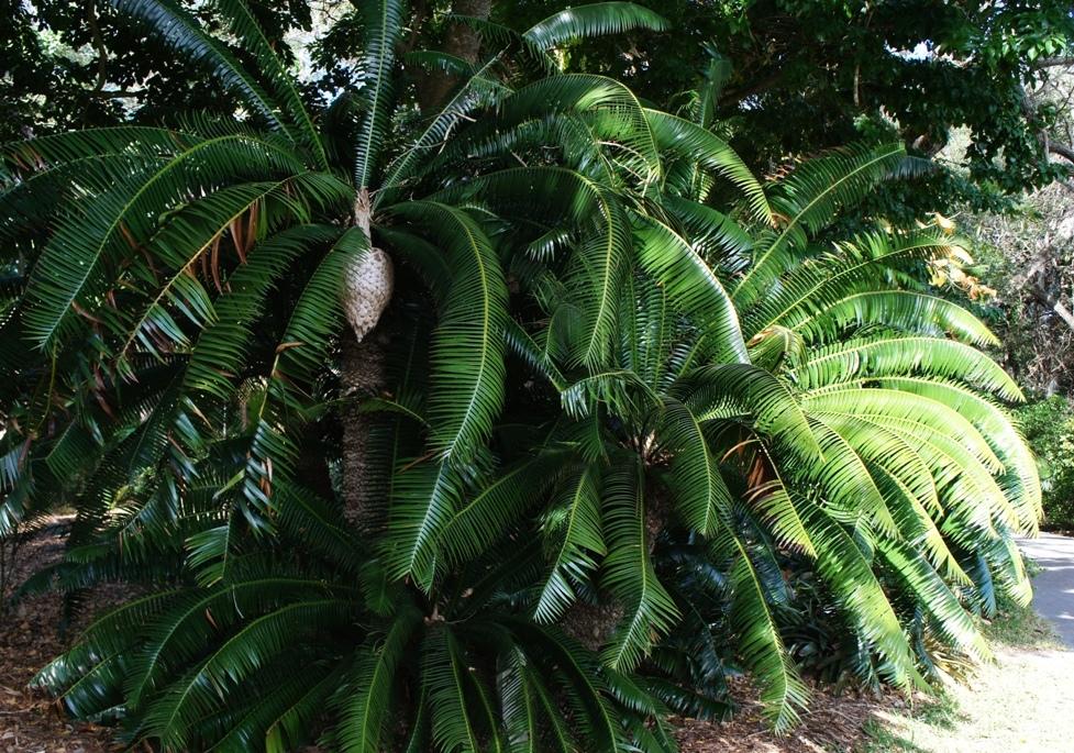 Cycad (Dioon mejiae) - Garden.org