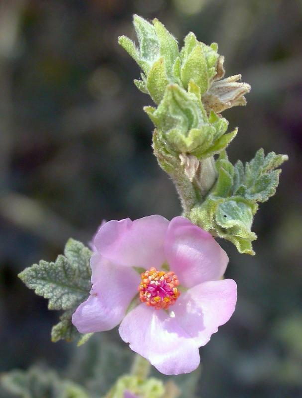 Indian Valley Bush Mallow (Malacothamnus aboriginum) - Garden.org