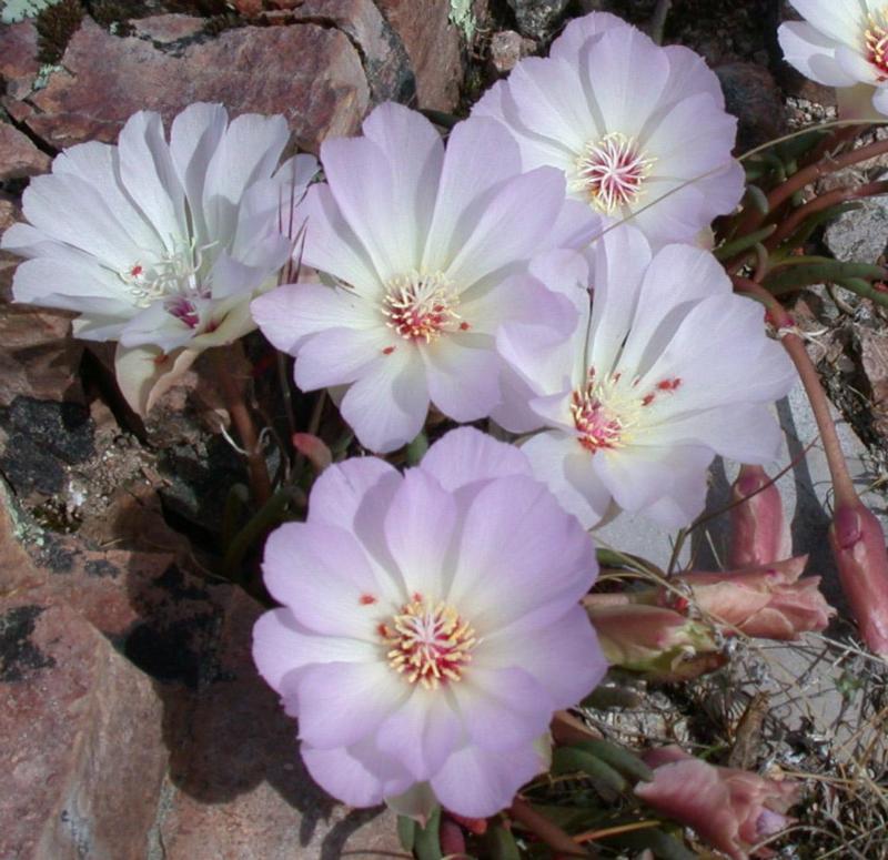 Oregon Bitterroot (Lewisia rediviva) - Garden.org