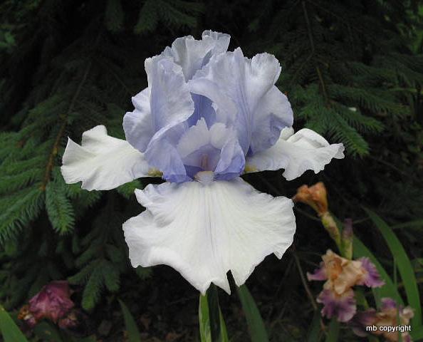 Tall Bearded Iris (Iris 'Charlie's Cloud') in the Irises Database ...