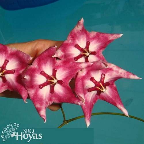 Wax Plant (Hoya onychoides 'Venus') in the Hoyas Database - Garden.org