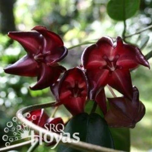 Wax Plant (Hoya onychoides) in the Hoyas Database - Garden.org