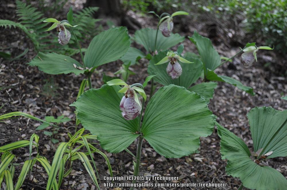 Orchid (Cypripedium japonicum) - Garden.org
