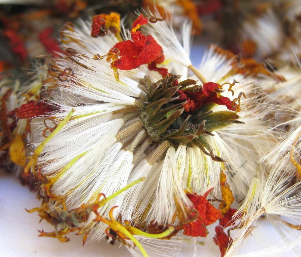 Photo of the seed pods or heads of Mexican Flame Vine (Pseudogynoxys ...