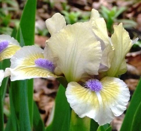Standard Dwarf Bearded Iris (Iris 'Spring Peeper') in the Irises ...