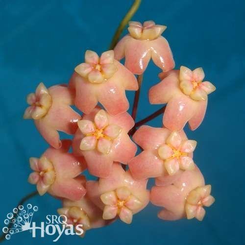 Wax Plant (Hoya samoensis) in the Hoyas Database - Garden.org