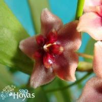 Photo of the bloom of Wax Plant (Hoya rubida) posted by SRQHoyas ...