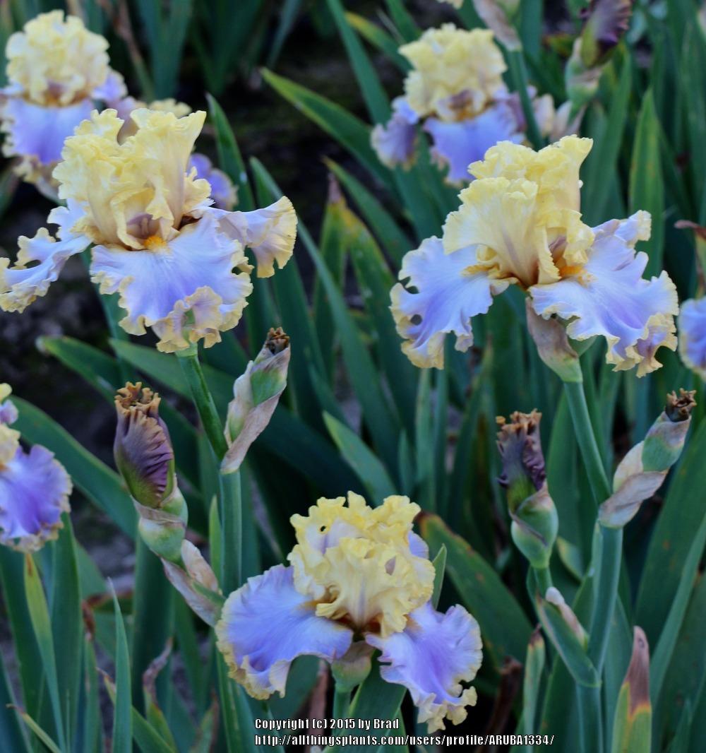 Photo of the bloom of Tall Bearded Iris (Iris 'Rainbow Sunset') posted ...