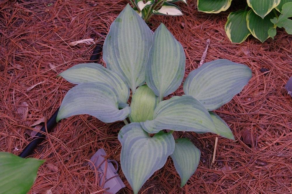 Hosta 'Winfield Mist' in the Hostas Database - Garden.org