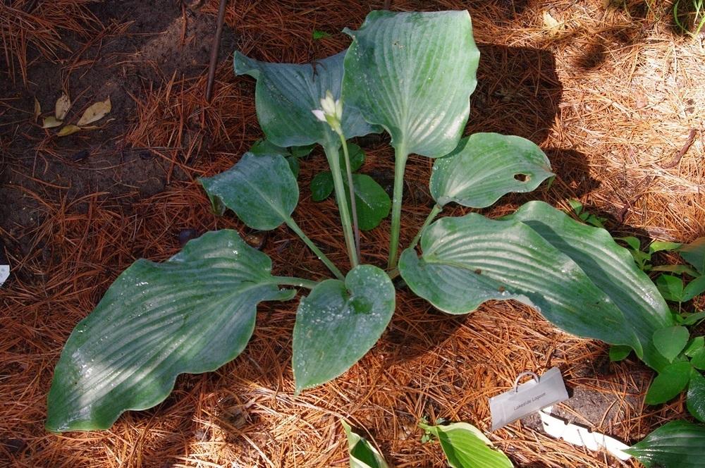 Hosta 'Lakeside Lagoon' in the Hostas Database - Garden.org