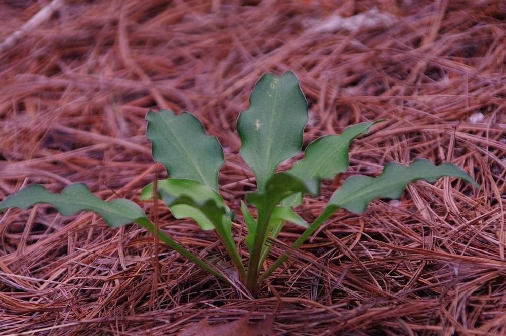 Hosta 'Surfer Girl' in the Hostas Database - Garden.org