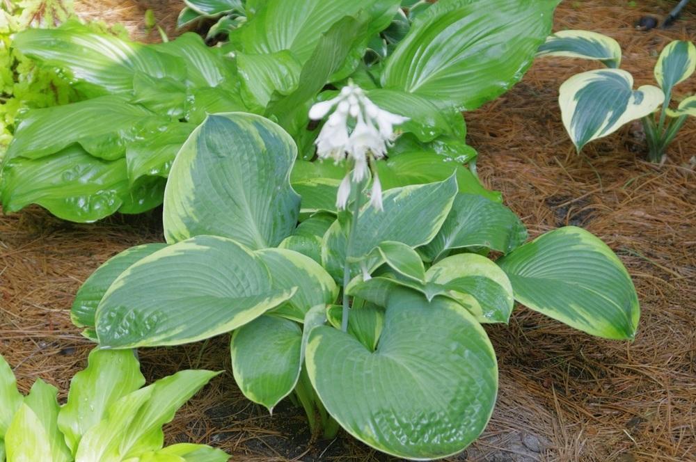 Hosta 'Wagon Wheels' in the Hostas Database - Garden.org