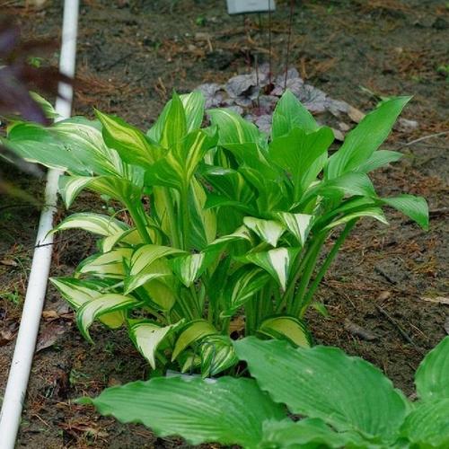 Hosta 'Sea Lightning' in the Hostas Database - Garden.org