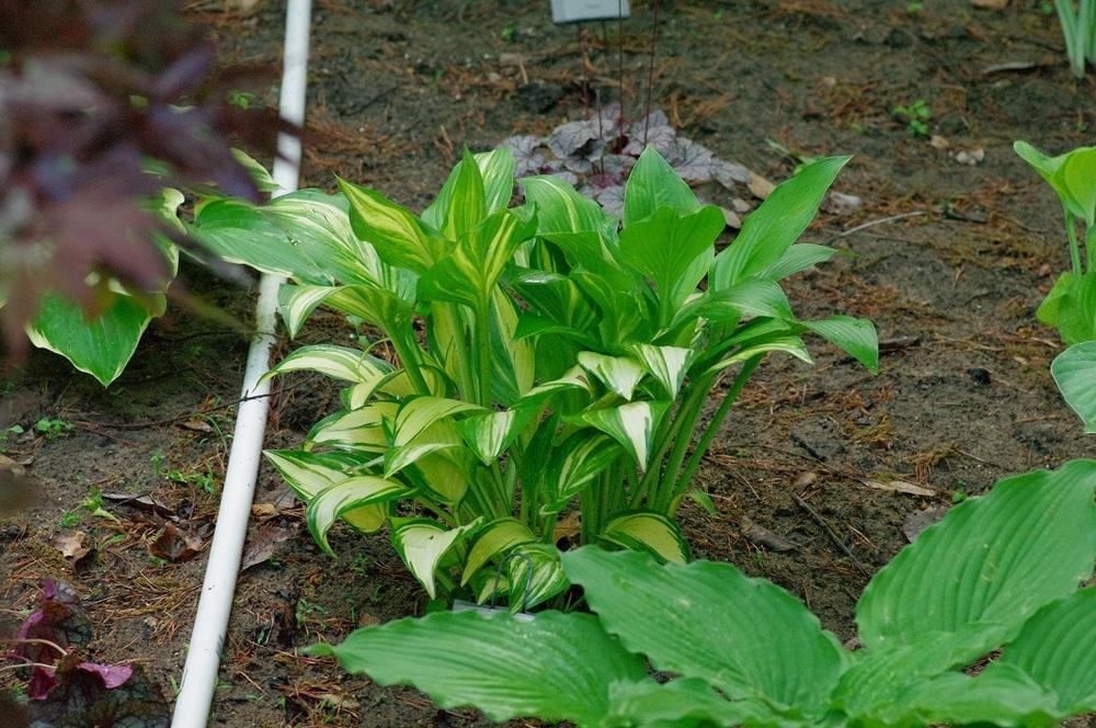 Hosta 'Sea Lightning' in the Hostas Database - Garden.org