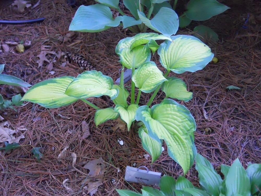 Hosta 'Mid Morning' in the Hostas Database - Garden.org