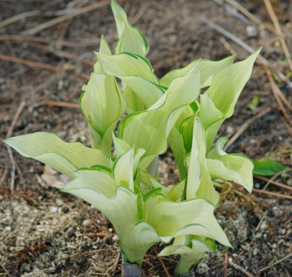 Hosta 'Sails Ho' in the Hostas Database - Garden.org
