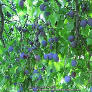 European Plum (Prunus domestica 'Italian Prune') in the Plums Database ...