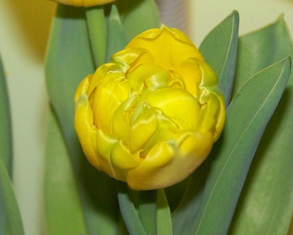 Photo of the bloom of Double Early Tulip (Tulipa 'Yellow Baby') posted ...