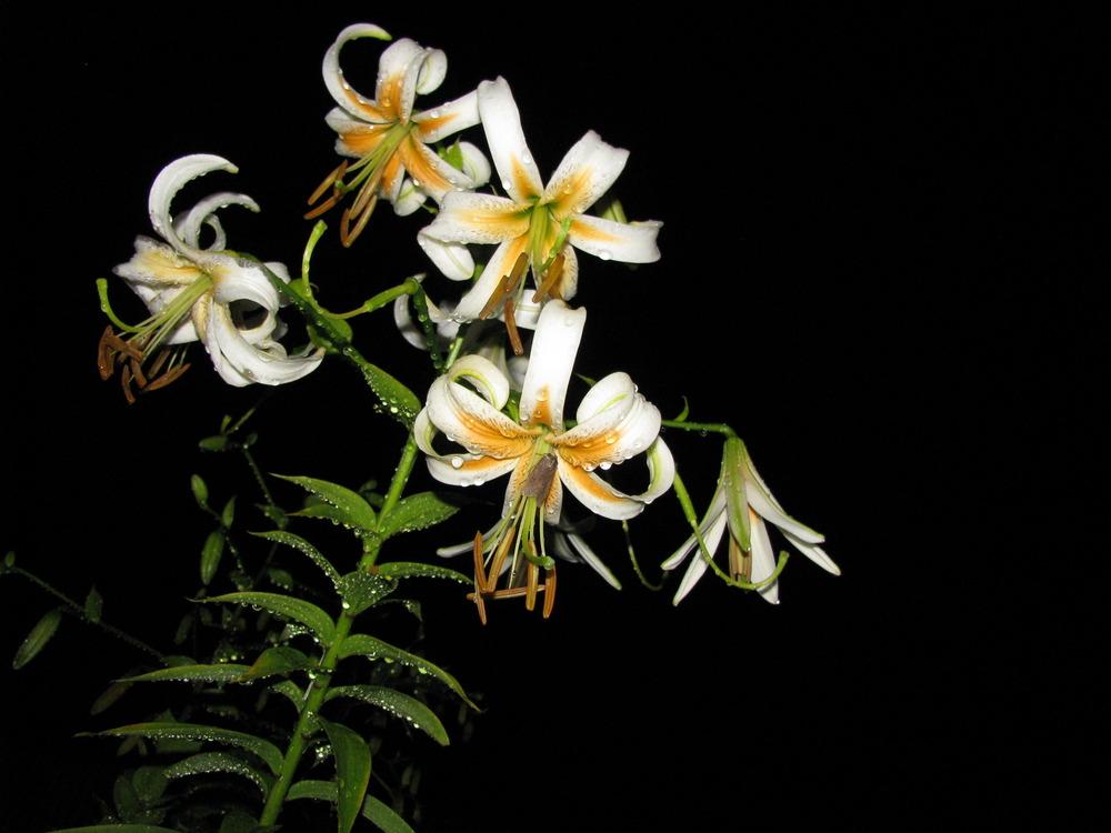Photo of the stem, scape, stalk or bark of Lily (Lilium 'Lady Alice ...