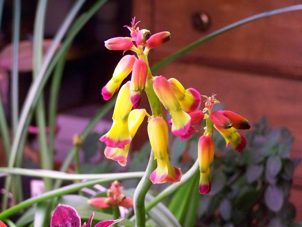 Cape Cowslip (Lachenalia quadricolor) - Garden.org