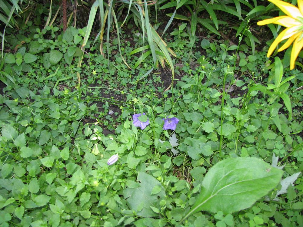 Photo of the leaves of Carpathian Harebell (Campanula carpatica 'Blue ...