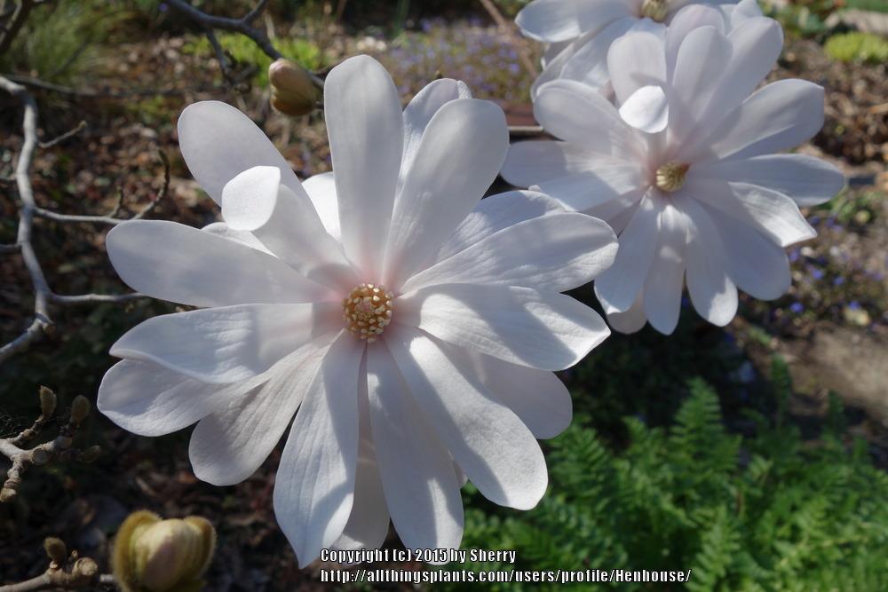 Photo of the bloom of Dwarf Star Magnolia (Magnolia stellata 'Kikuzaki ...