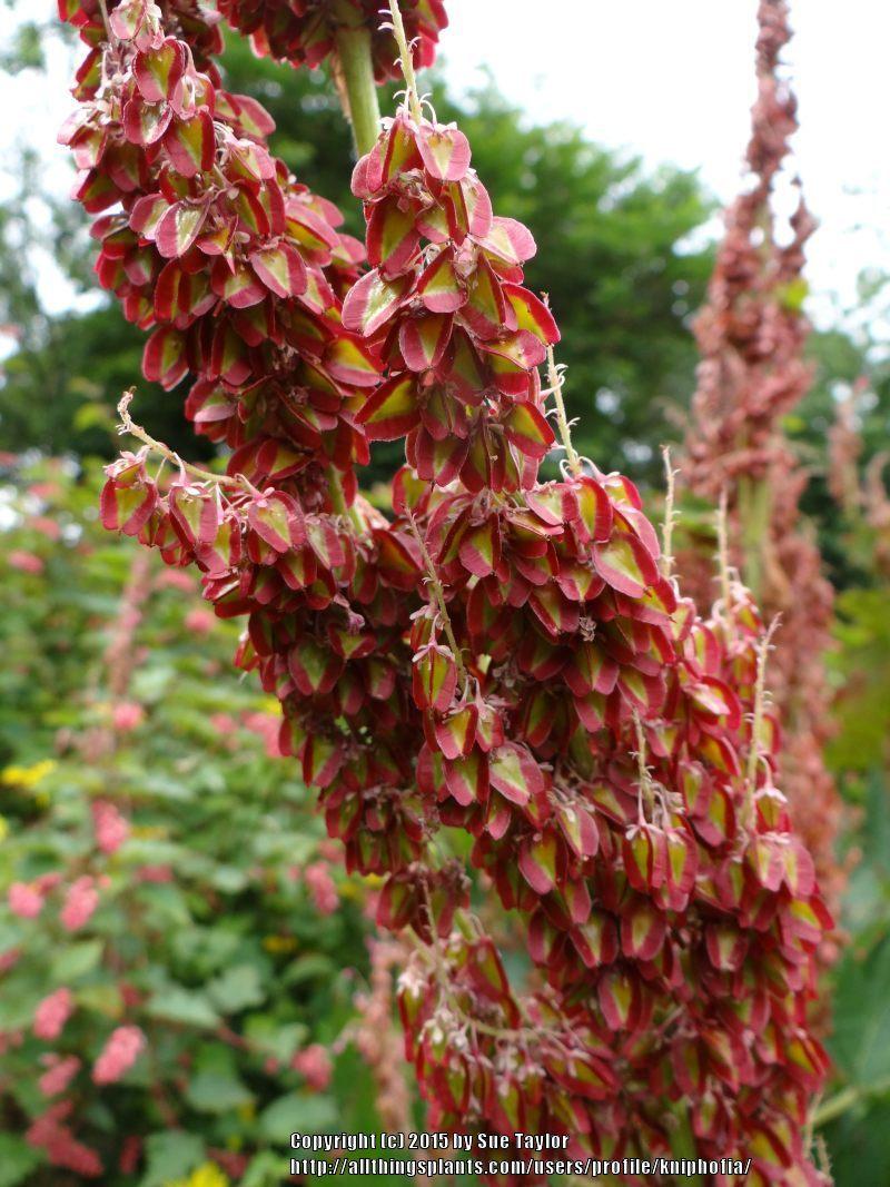 Photo of the seed pods or heads of Chinese Rhubarb (Rheum tanguticum ...