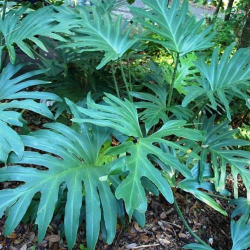 Philodendron (Philodendron pinnatifidum) in the Philodendrons Database ...