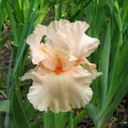 Border Bearded Iris (Iris 'October Splendor') in the Irises Database ...