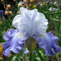 Tall Bearded Iris (Iris 'October Sky') in the Irises Database - Garden.org