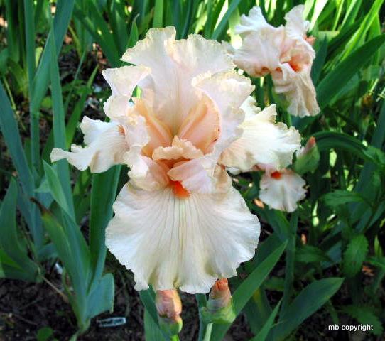 Photo of the bloom of Border Bearded Iris (Iris 'October Splendor ...