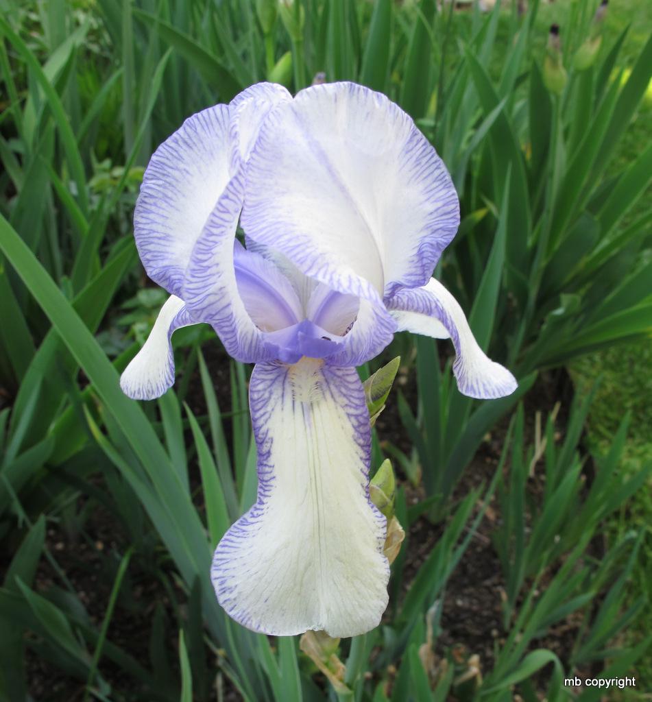 Tall Bearded Iris (Iris 'Ma Mie') in the Irises Database - Garden.org
