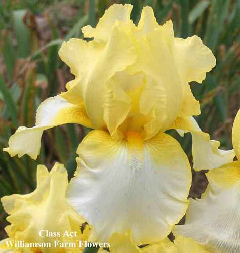 Tall Bearded Iris (Iris 'Class Act') in the Irises Database - Garden.org