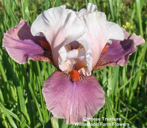 Photo of the bloom of Tall Bearded Iris (Iris 'Chinese Treasure ...
