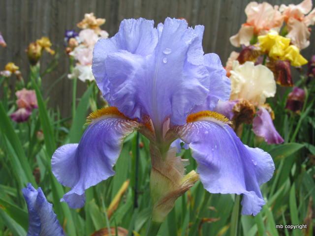 Tall Bearded Iris (Iris 'Phantom Mist') in the Irises Database - Garden.org