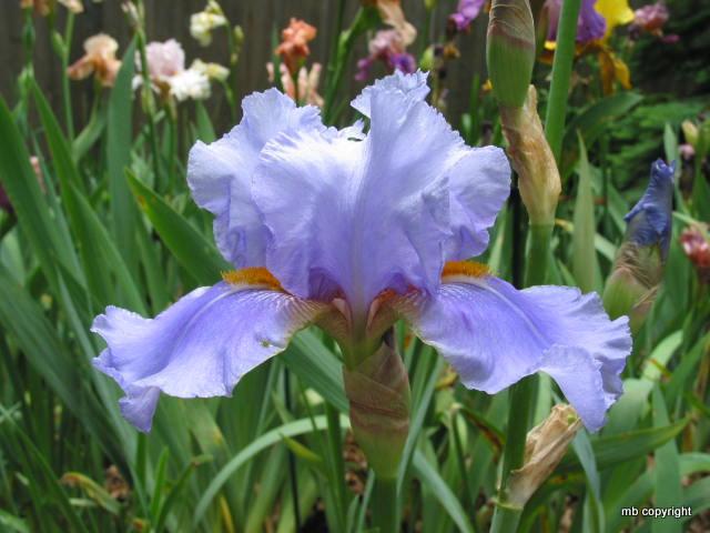 Photo of the bloom of Tall Bearded Iris (Iris 'Phantom Mist') posted by ...