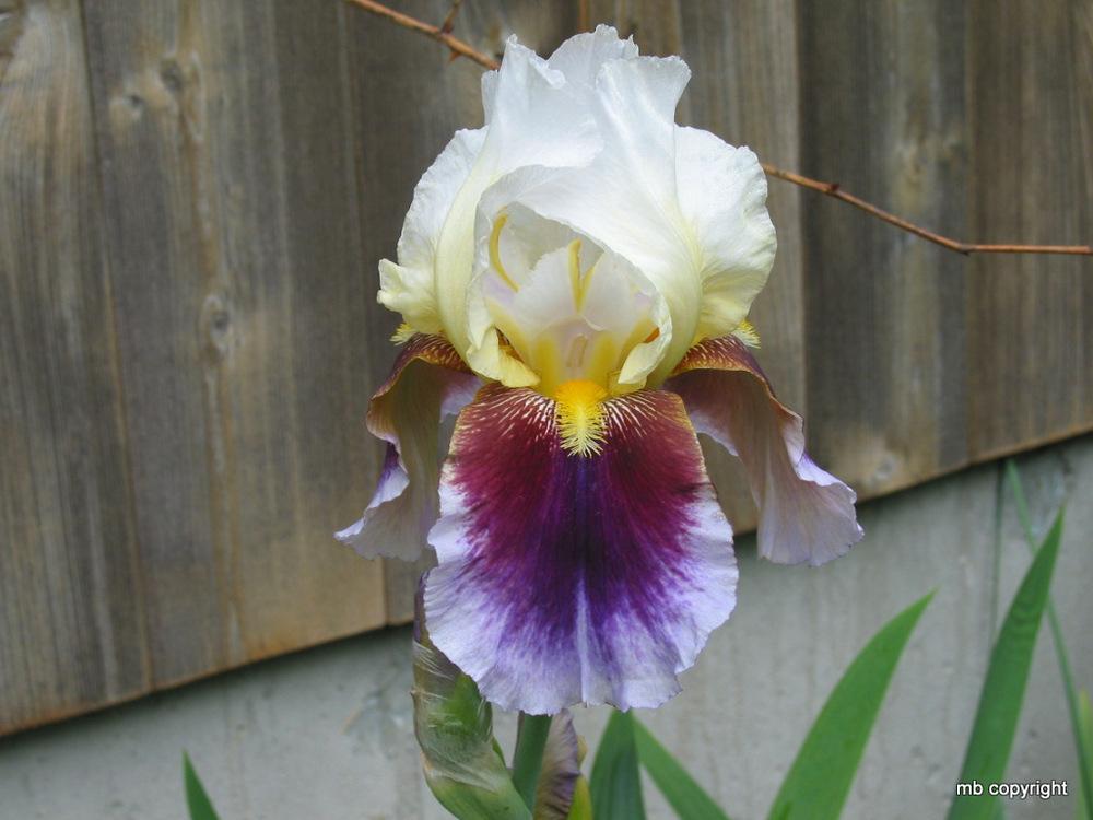 Photo of the bloom of Tall Bearded Iris (Iris 'Striped Red Neglecta ...