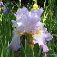 Photo of the bloom of Tall Bearded Iris (Iris 'Sharlee') posted by ...