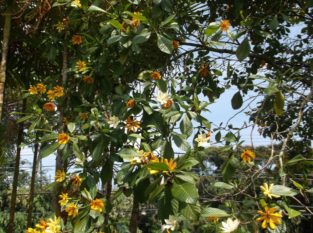 Photo of the entire plant of Gardenia carinata posted by Metrosideros ...