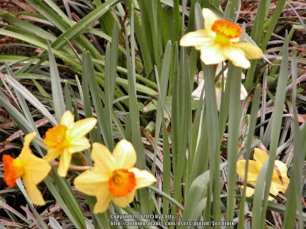 Blooming Bulbs 2015 in the Bulbs forum - Garden.org