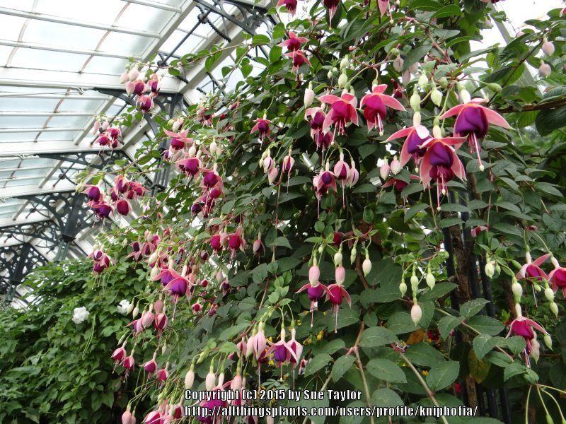 Photo of the entire plant of Fuchsia 'Rose of Castile' posted by ...