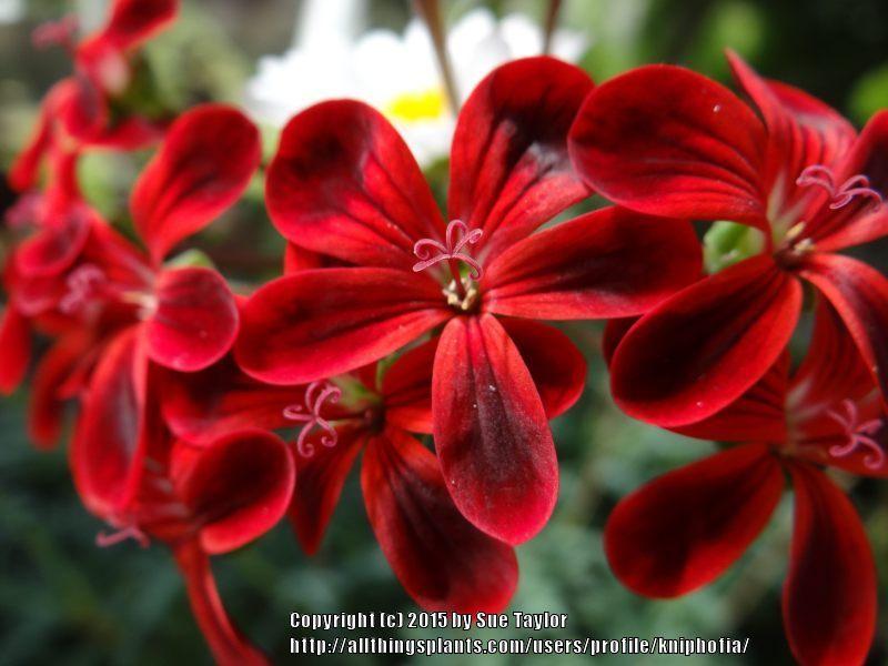 Pelargoniums: Plant Care and Collection of Varieties - Garden.org