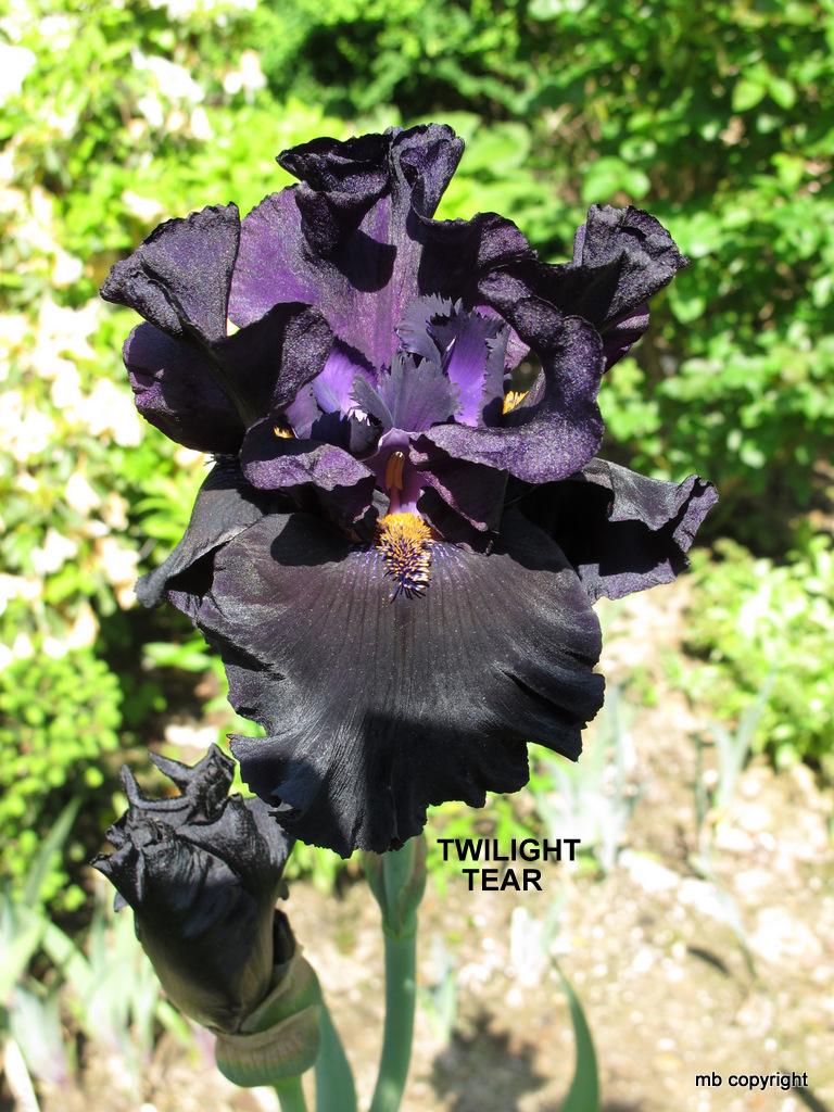 Tall Bearded Iris (Iris 'Twilight Tear') in the Irises Database ...