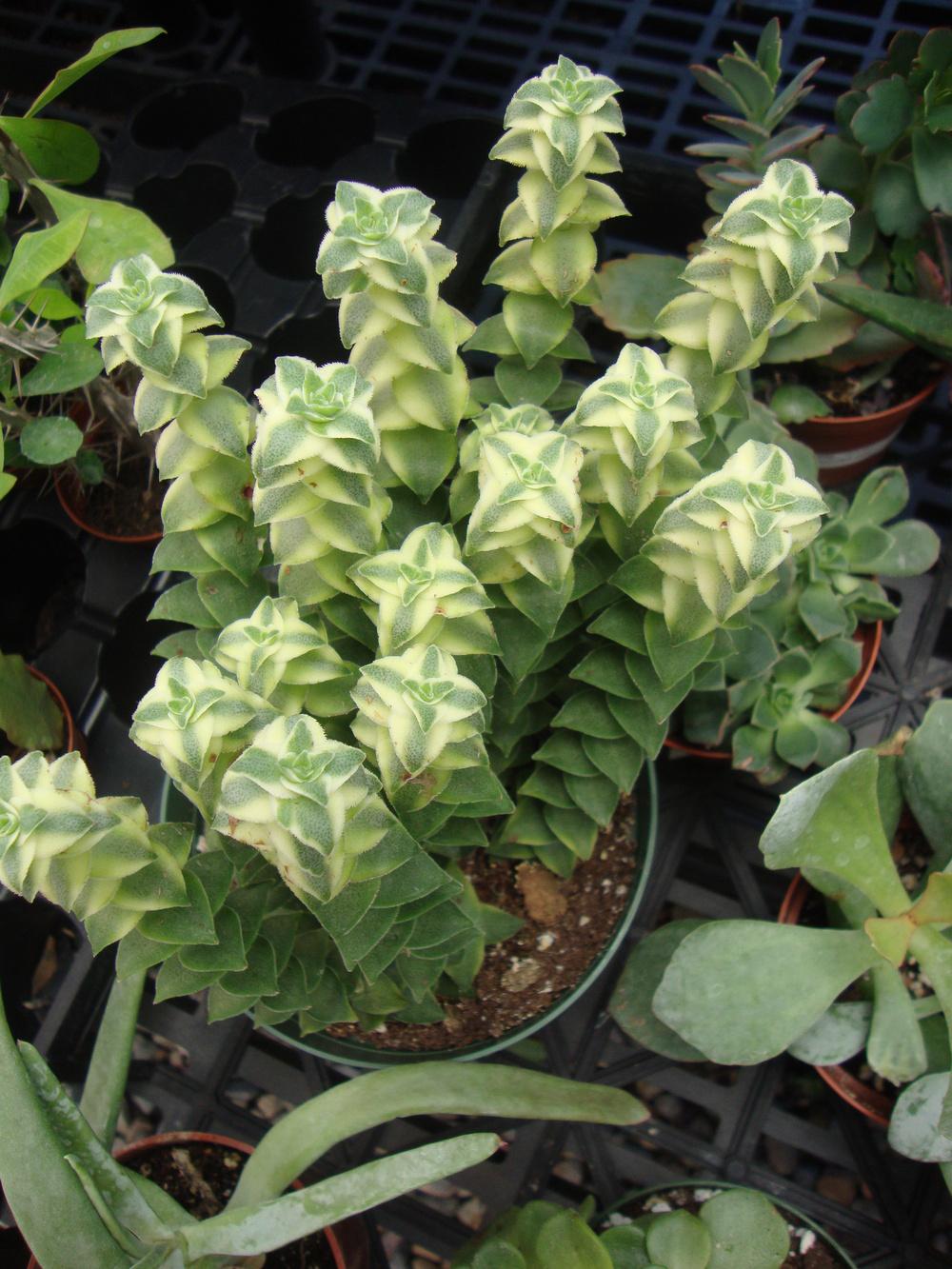 Photo of the entire plant of Variegated String of Buttons (Crassula ...