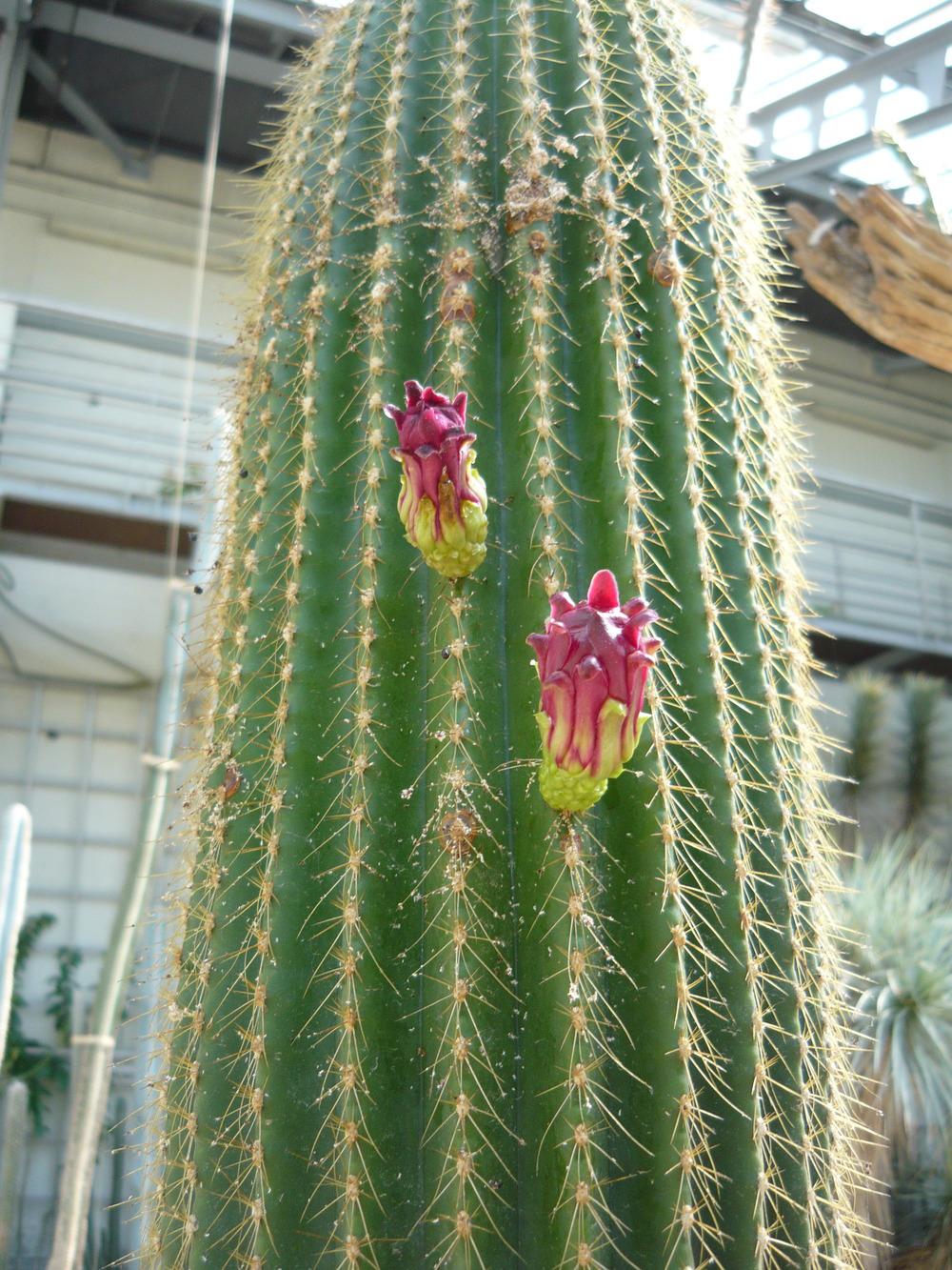 Photo of the stem, scape, stalk or bark of Cone Cactus (Cephalocereus ...