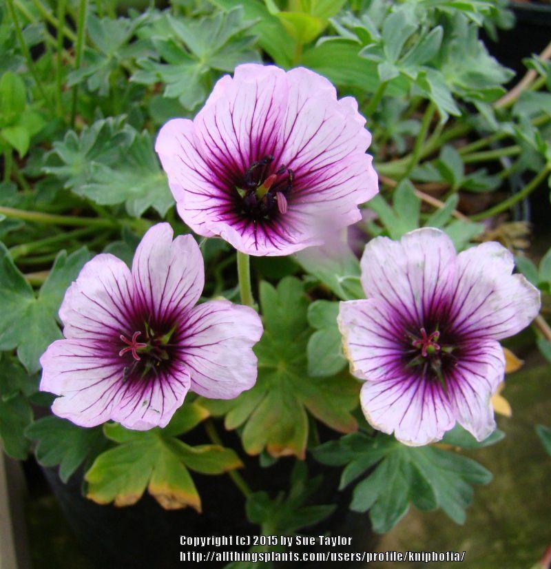 Geranium (Geranium cinereum 'Thumbling Hearts') in the Geraniums ...