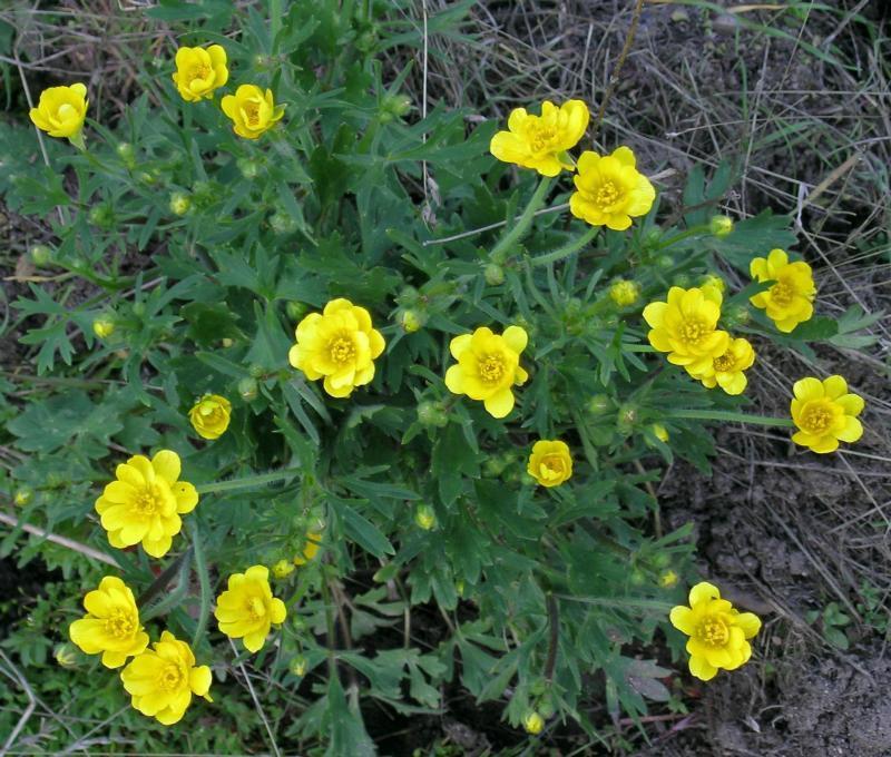 Photo of the entire plant of California Buttercup (Ranunculus ...