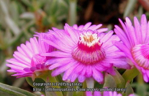Candy Bush (Oscularia caulescens) - Garden.org