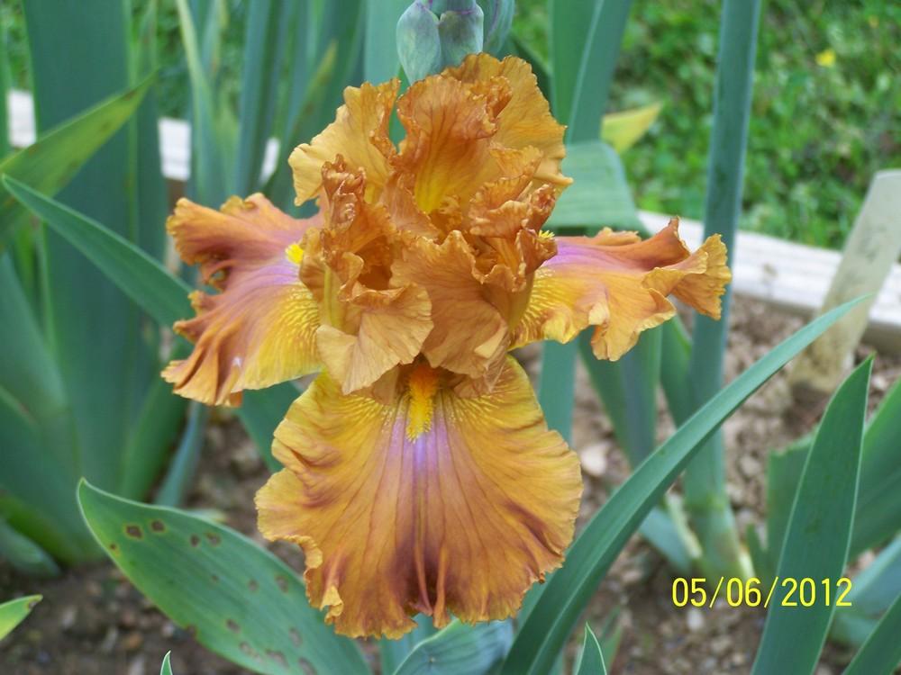 Photo of the bloom of Tall Bearded Iris (Iris 'Erotic Touch') posted by ...