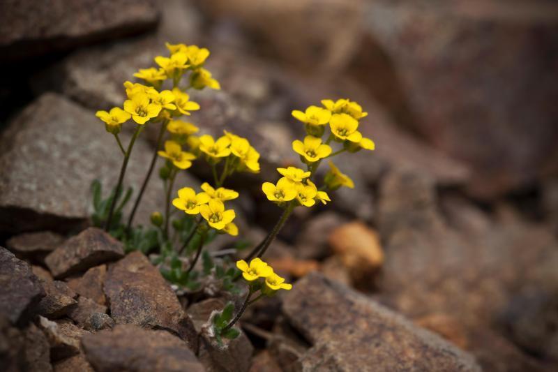 Alpine Whitlowgrass (Draba alpina) - Garden.org